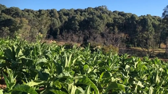 Sydney Family & Criminal Defence Lawyers | Sydney Based